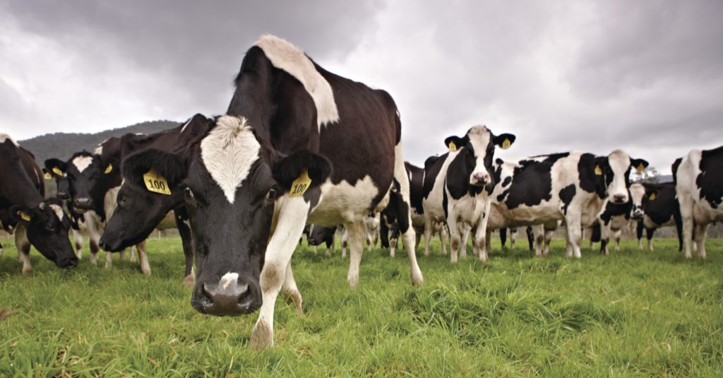 Australian Dairy Farmers – Working for dairy farmers across Australia