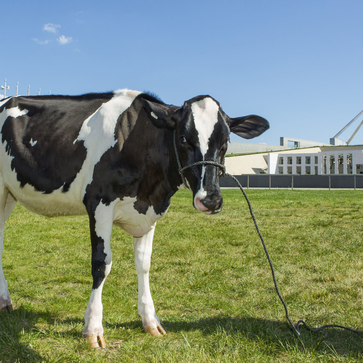 Webinars – Australian Dairy Farmers