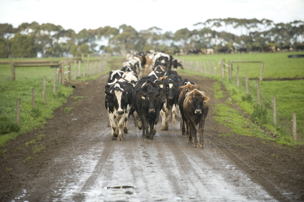 ADF Media Releases – Australian Dairy Farmers