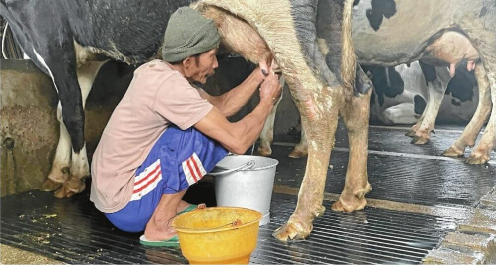 Australian Dairy Farmers – Working for dairy farmers across Australia